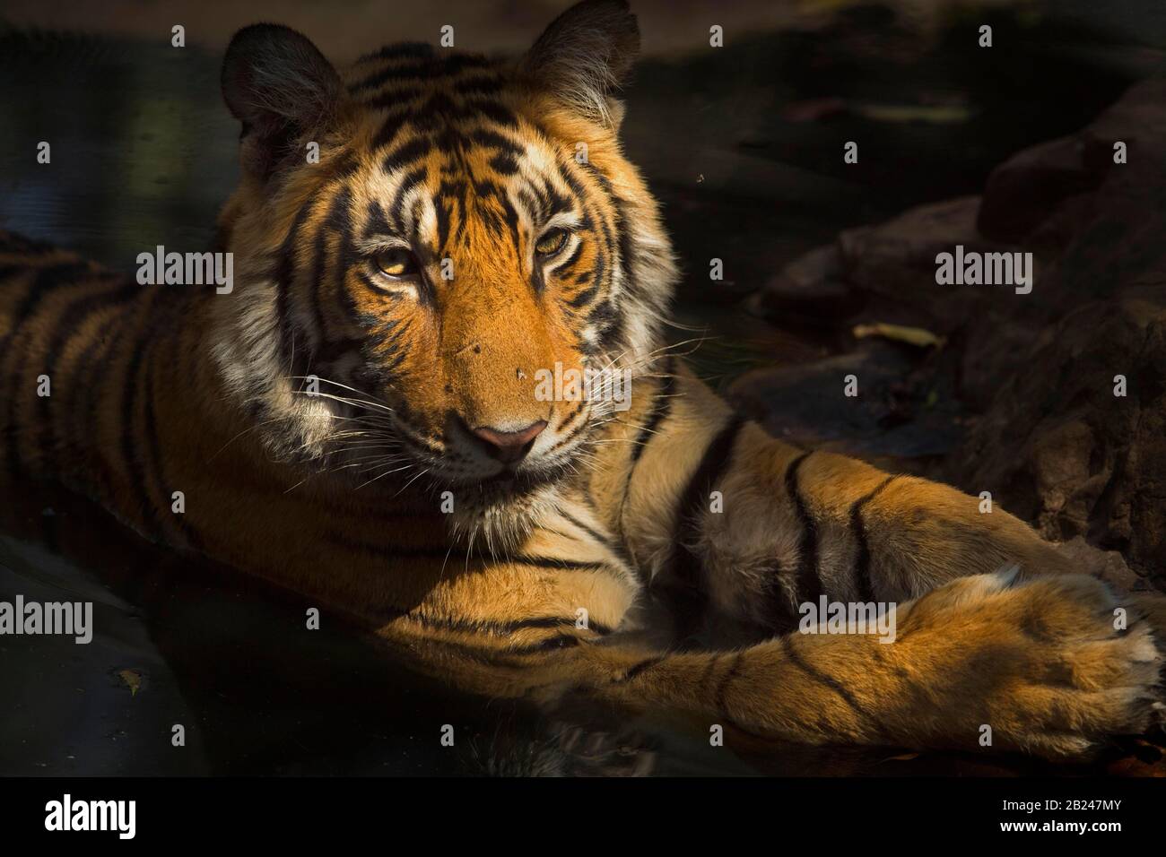 Head shot of a tiger (Panthera tigris tigris) resting while cooling off ...