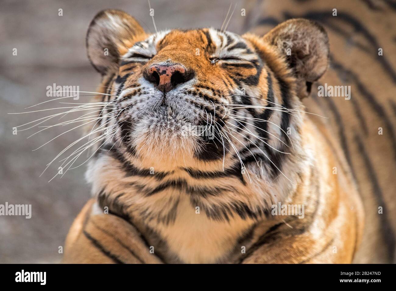 Portait of a lazy tiger (Panthera tigris tigris) stretching ...