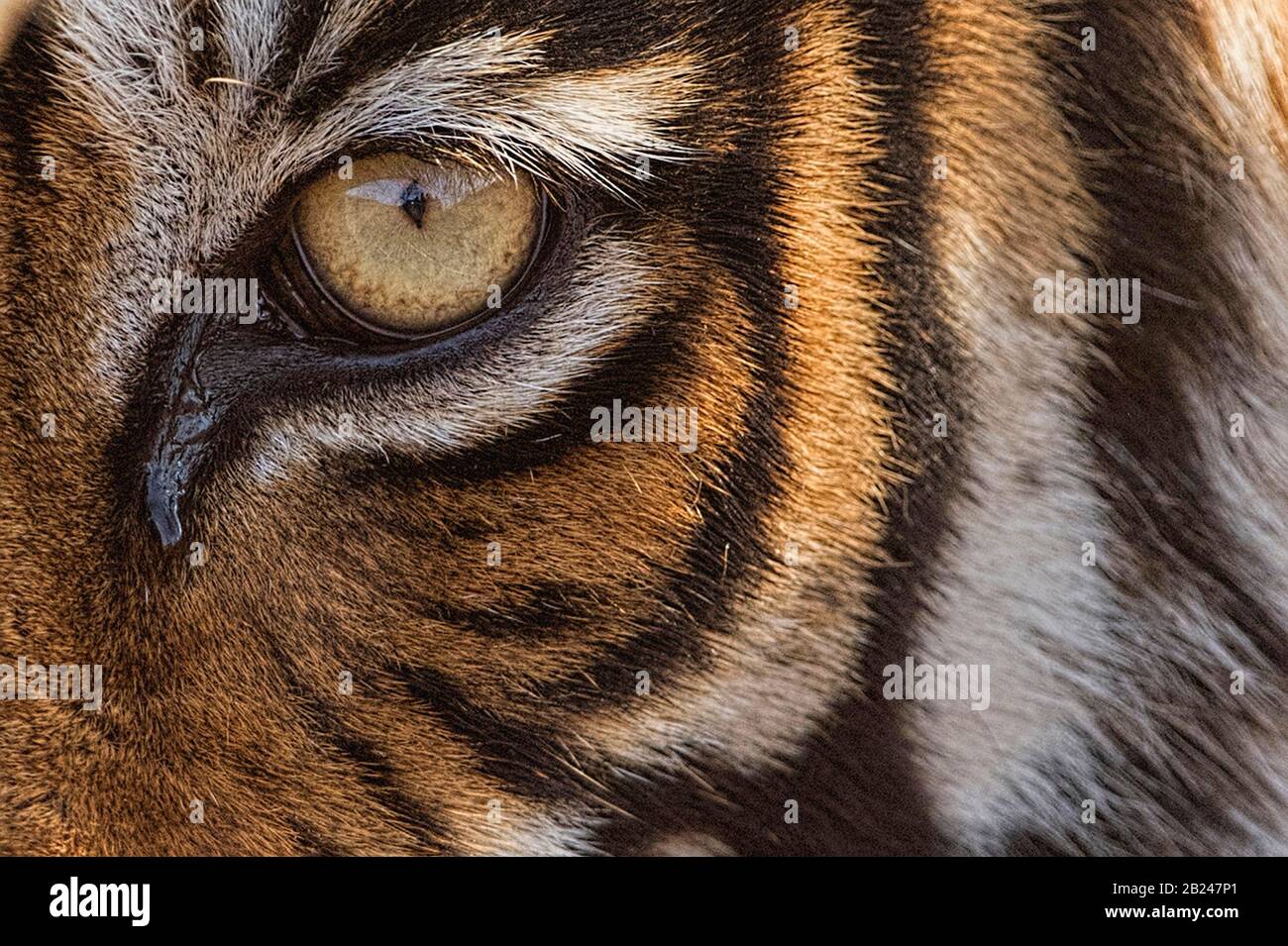 Close up of a wild tigers eye panthera tigris tigris hi-res stock ...