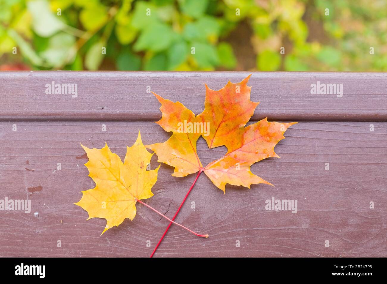 November Love Wallpaper