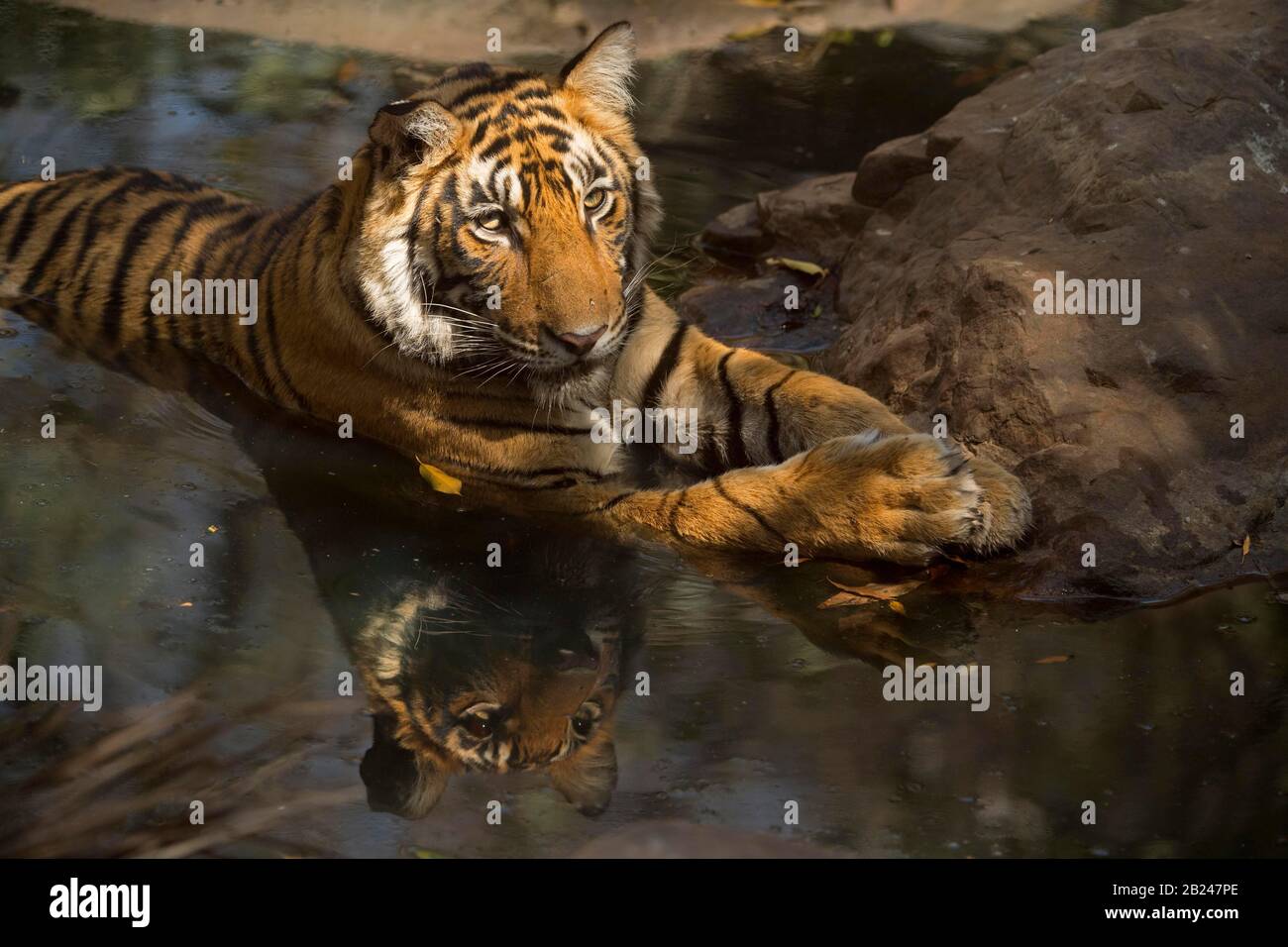 Tiger (Panthera tigris tigris) resting while cooling off in a water ...