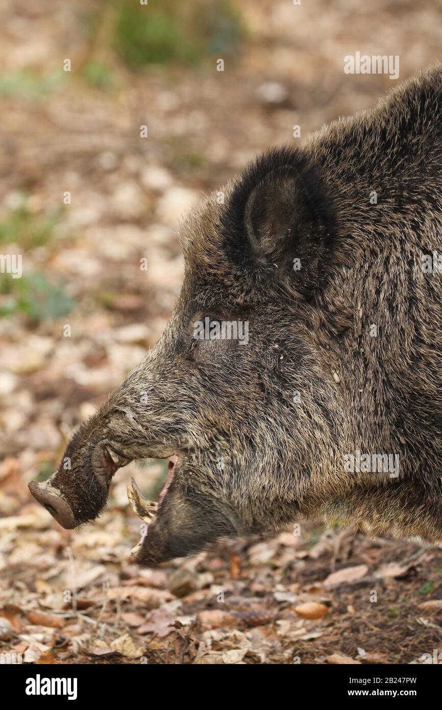 Wild boar (Sus scrofa) Boar with open mouth, portrait, side view ...