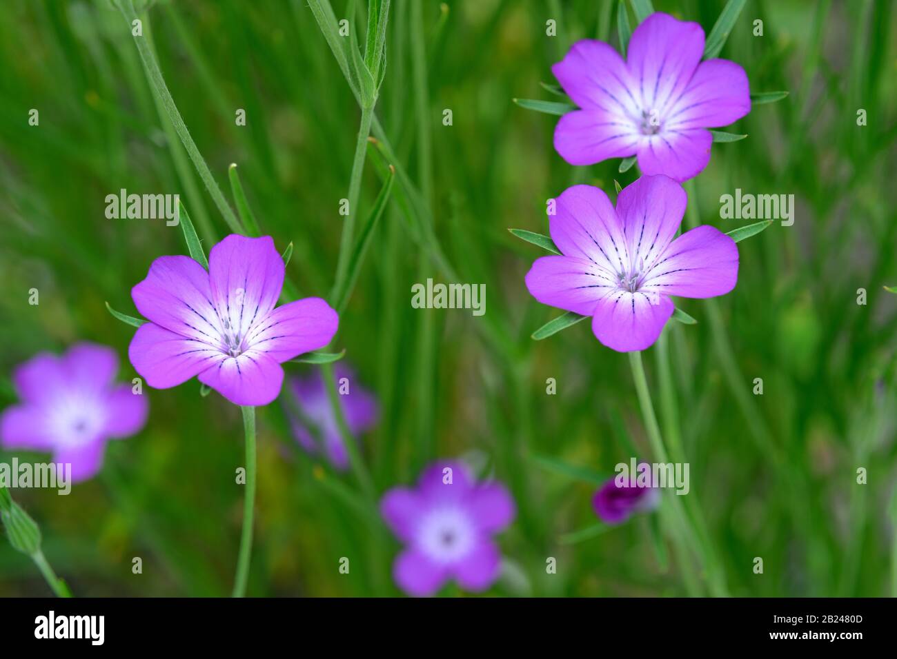 Corn cockle, flowering, Germany Stock Photo - Alamy