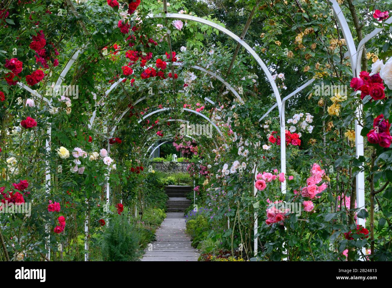 Roses germany hi-res stock photography and images - Alamy