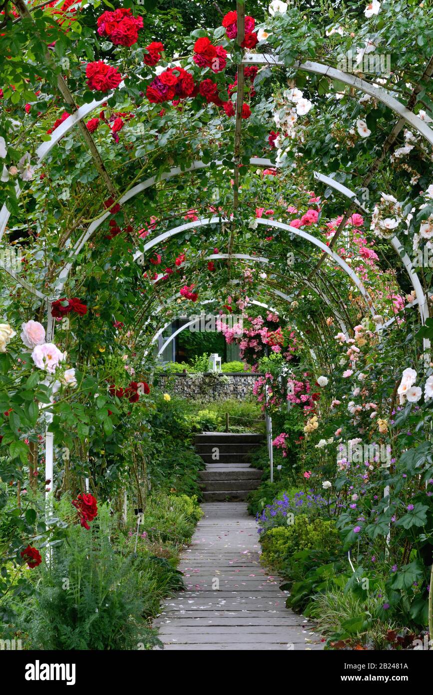 Roses germany hi-res stock photography and images - Alamy