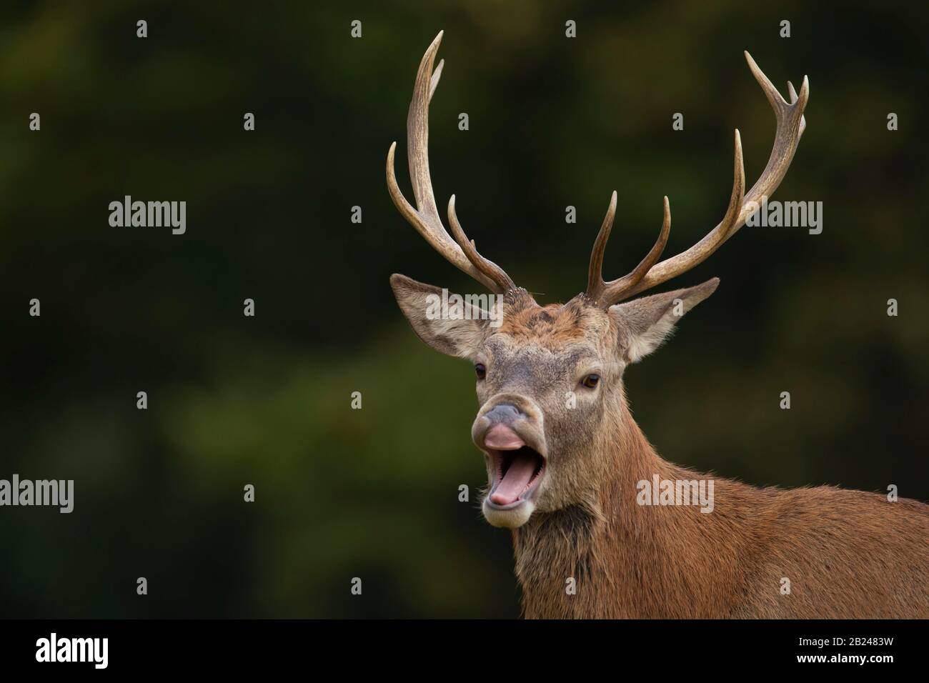 Flehmen Response Deer