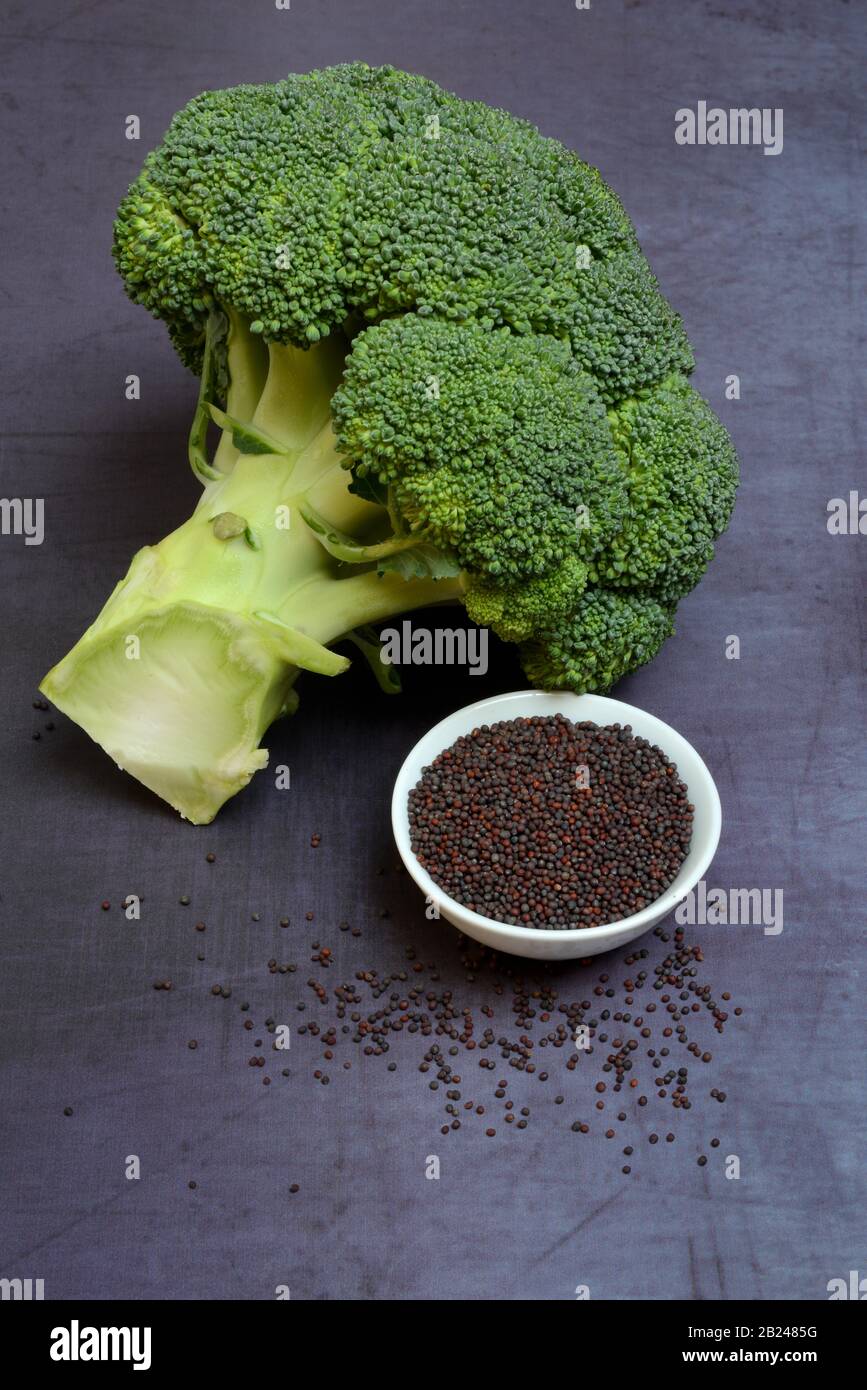 Broccoli seeds in shell and broccoli hi-res stock photography and ...