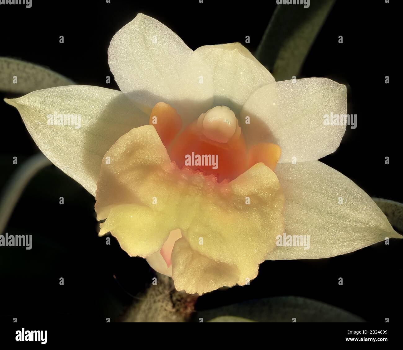 Dendrobium bellatulum orchid close up Stock Photo - Alamy