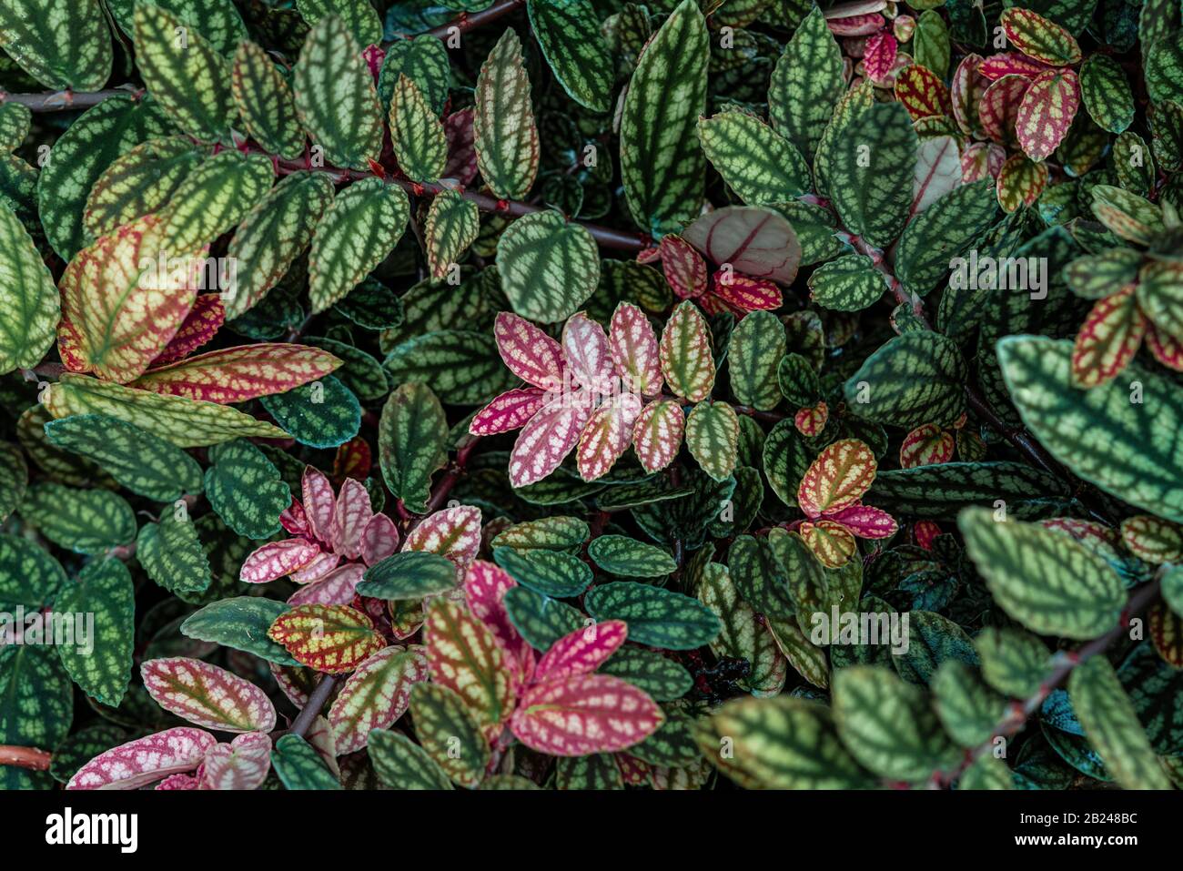 Green and purple patterned leaves, polka dot plant, dotted leaf ...