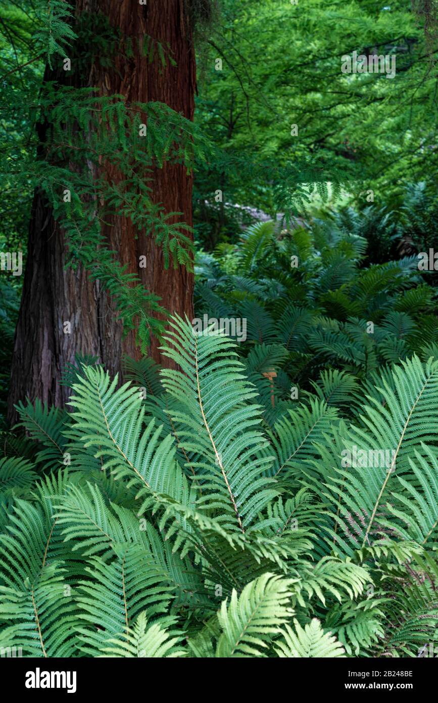 Fern in front of a pine tree, Botanical Garden, Dahlem, Berlin, Germany ...