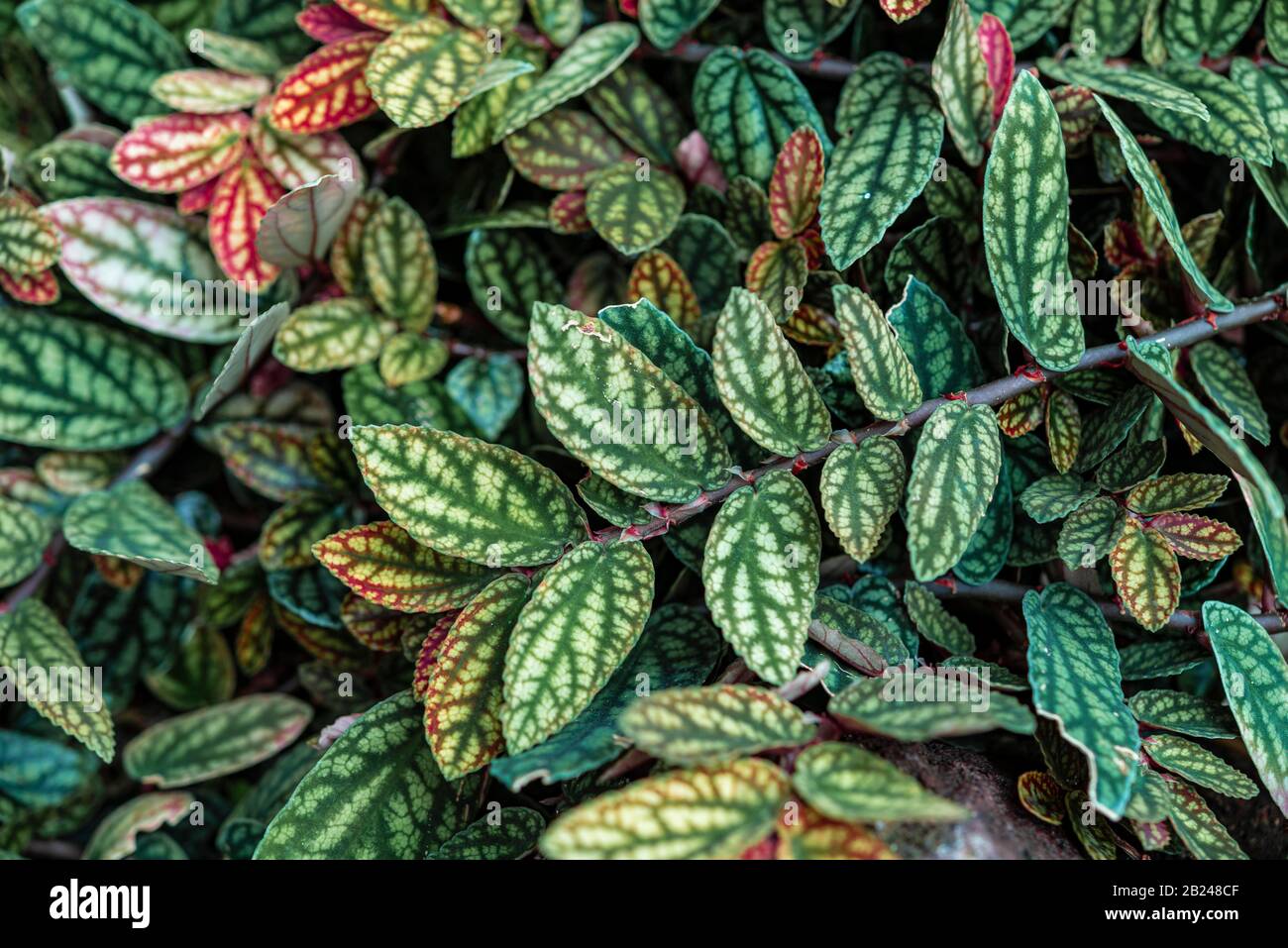 Green and purple patterned leaves, polka dot plant, dotted leaf ...
