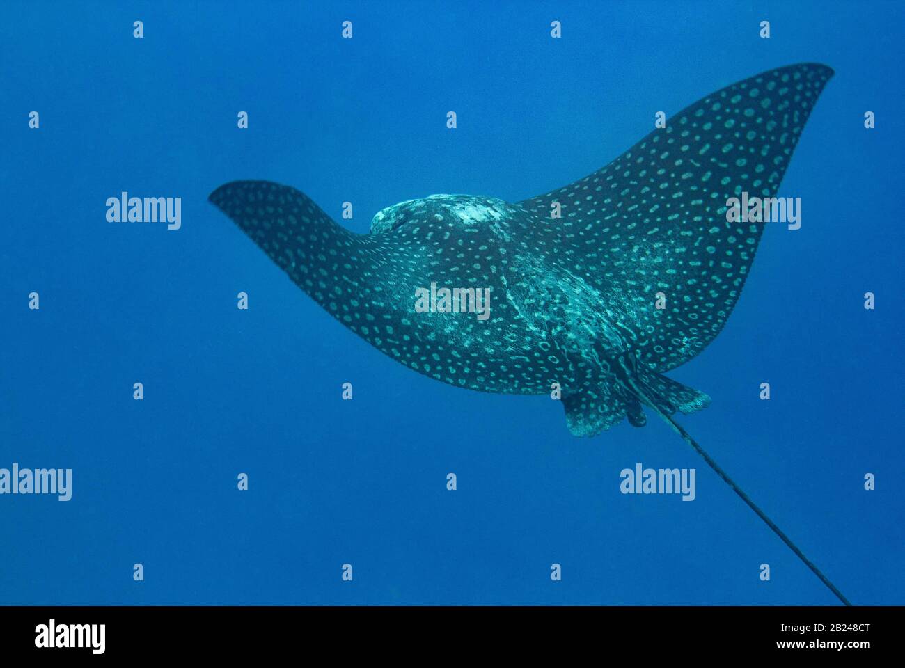 Spotted eagle ray (Aetobatus narinari), Curacao, Caribbean Stock Photo ...