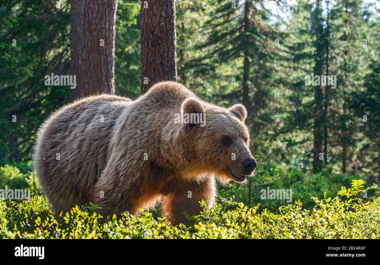 Wild Adult Female of Brown bear in the pine forest. . Scientific name ...