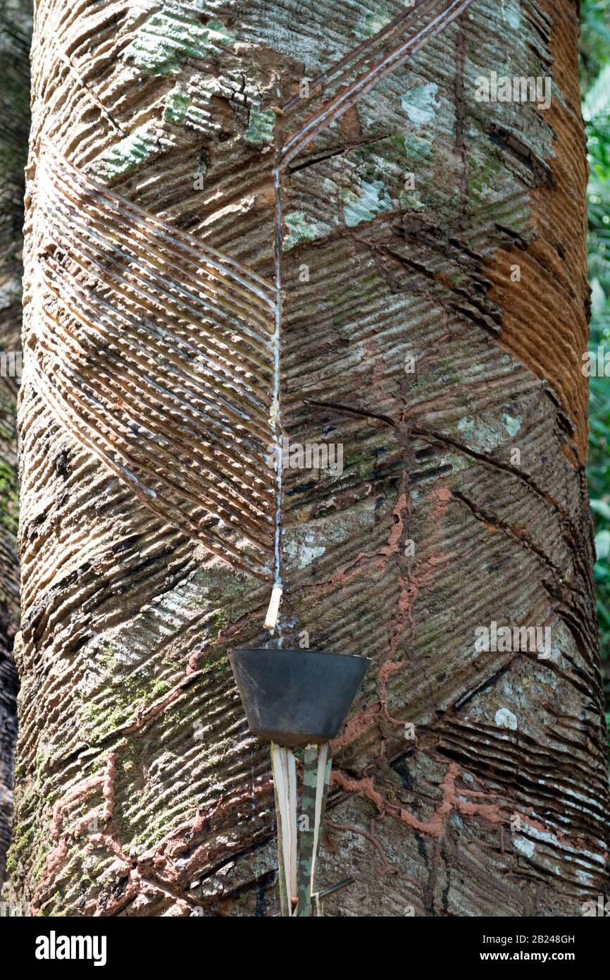 Rubber Tree Rainforest High Resolution Stock Photography and Images - Alamy