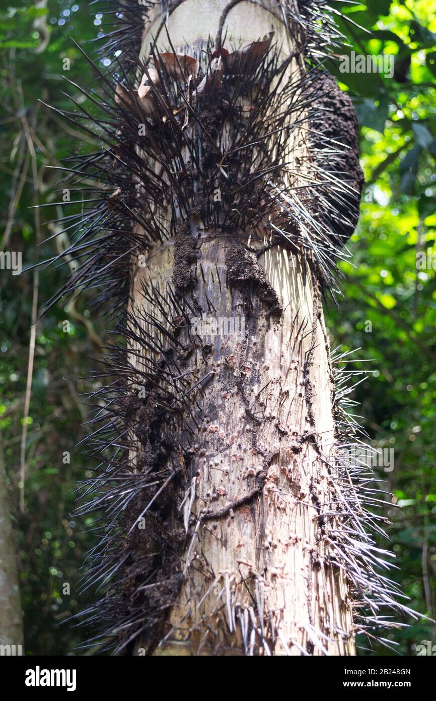 Rainforest tree thorns hi-res stock photography and images - Alamy