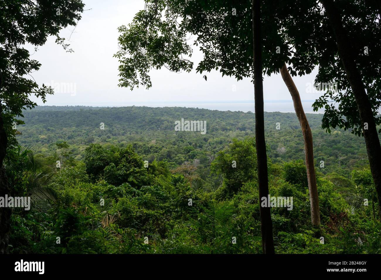 Amazon trees tall hi-res stock photography and images - Alamy