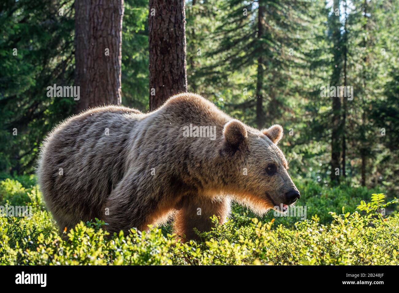 Wild Adult Female of Brown bear in the pine forest. . Scientific name ...