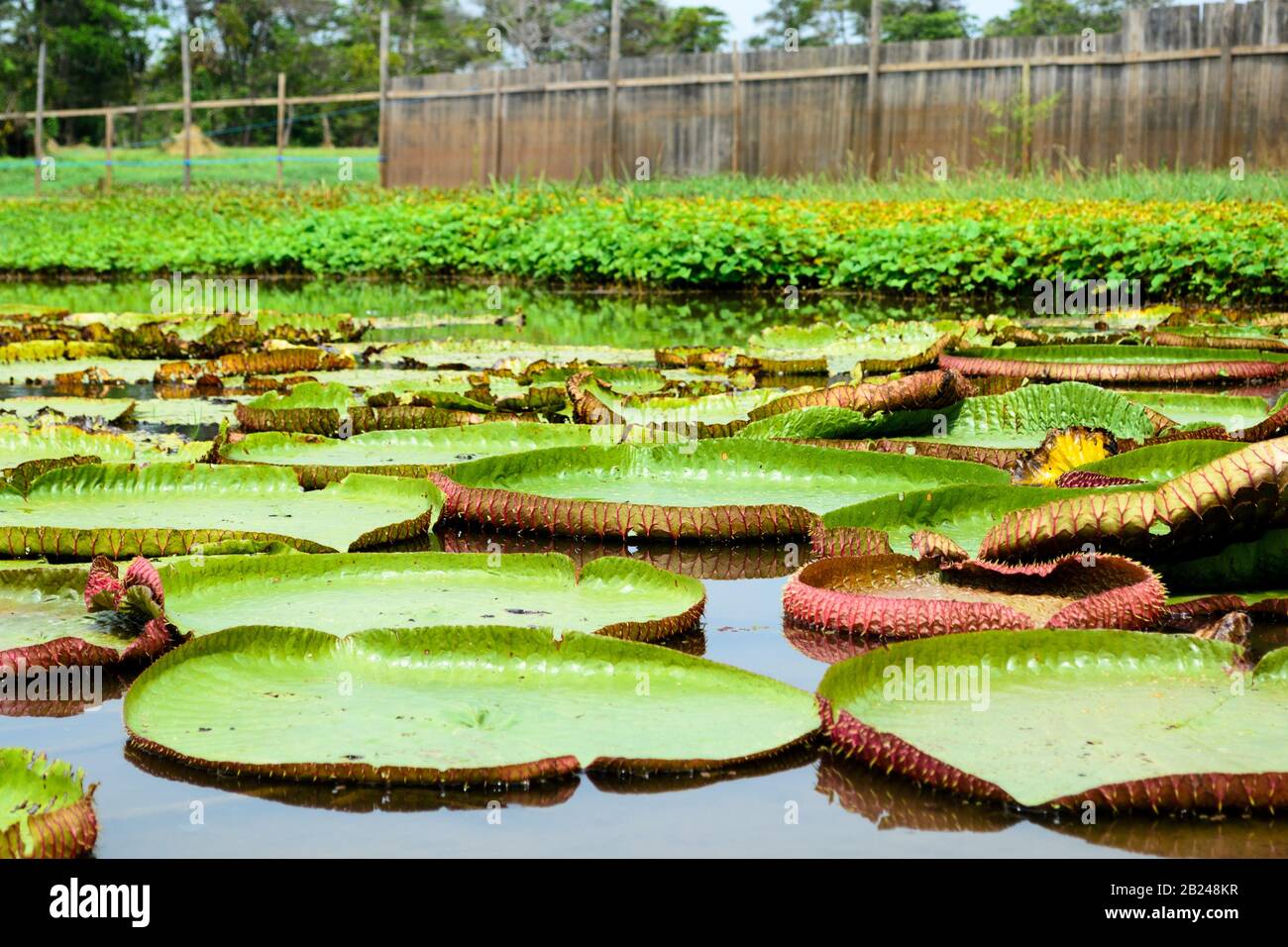 State flower of victoria hi-res stock photography and images - Alamy