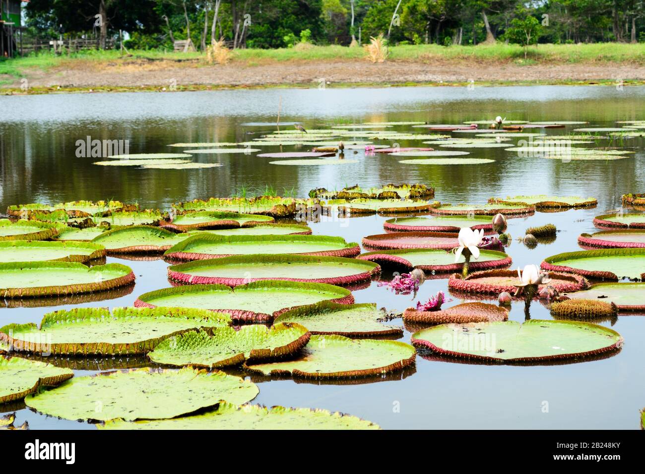 Victoria amazonica people hi-res stock photography and images - Alamy