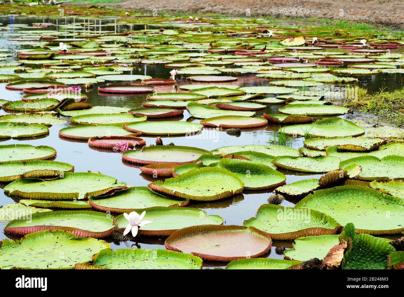State flower of victoria hi-res stock photography and images - Alamy