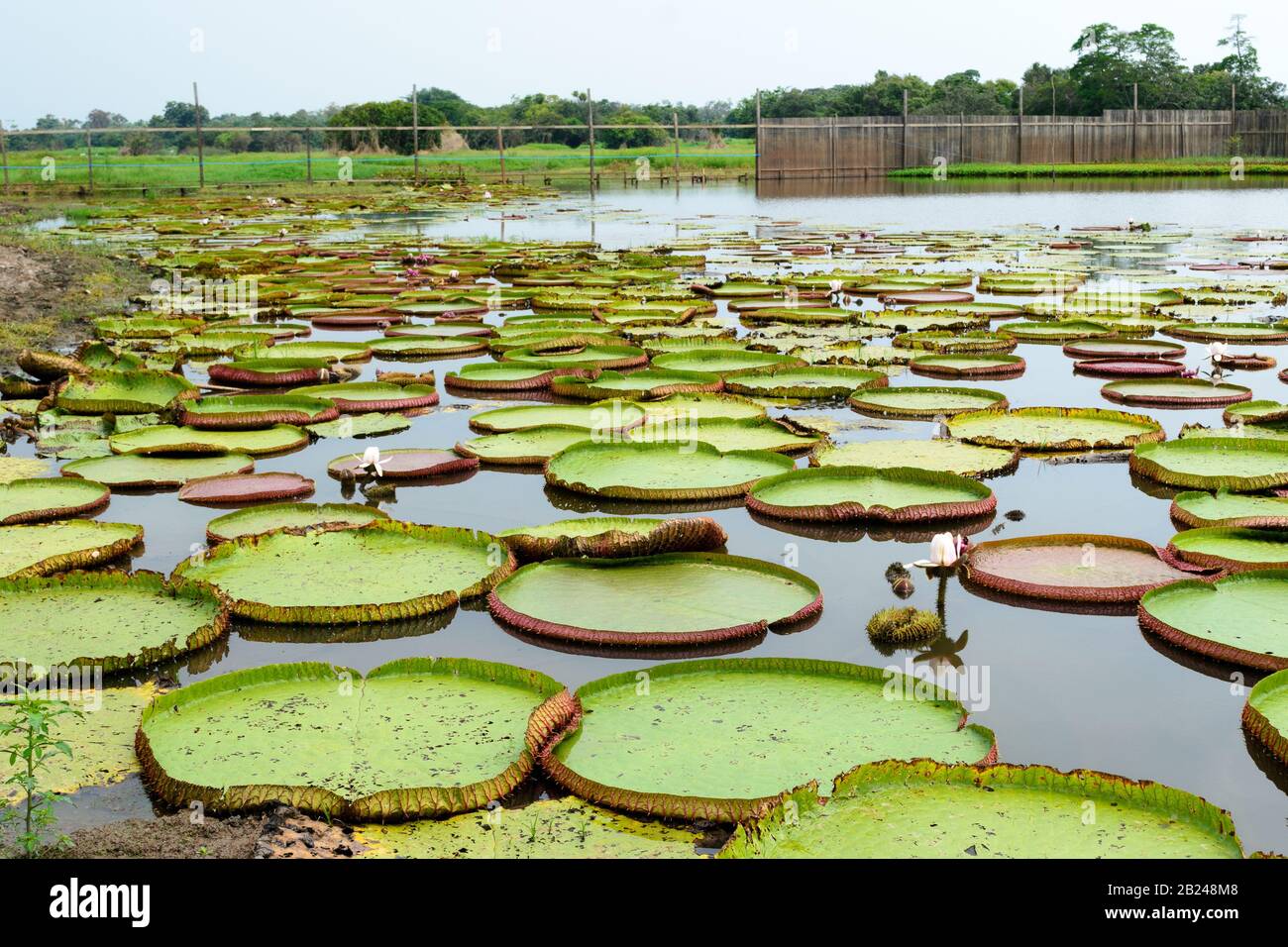 Many water lily plants, scientific name Victoria, with some flowers ...