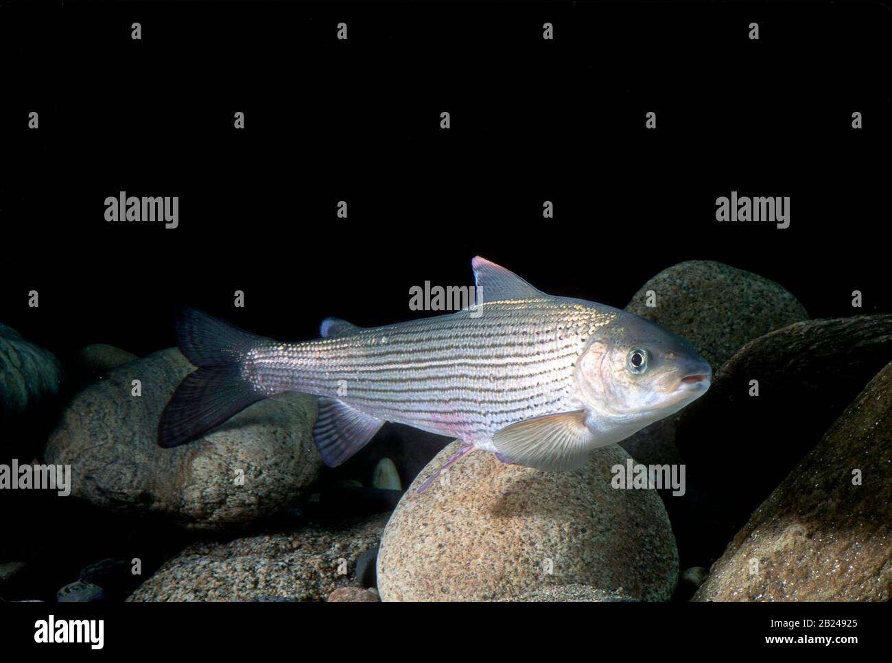 Thymallus underwater hi-res stock photography and images - Alamy