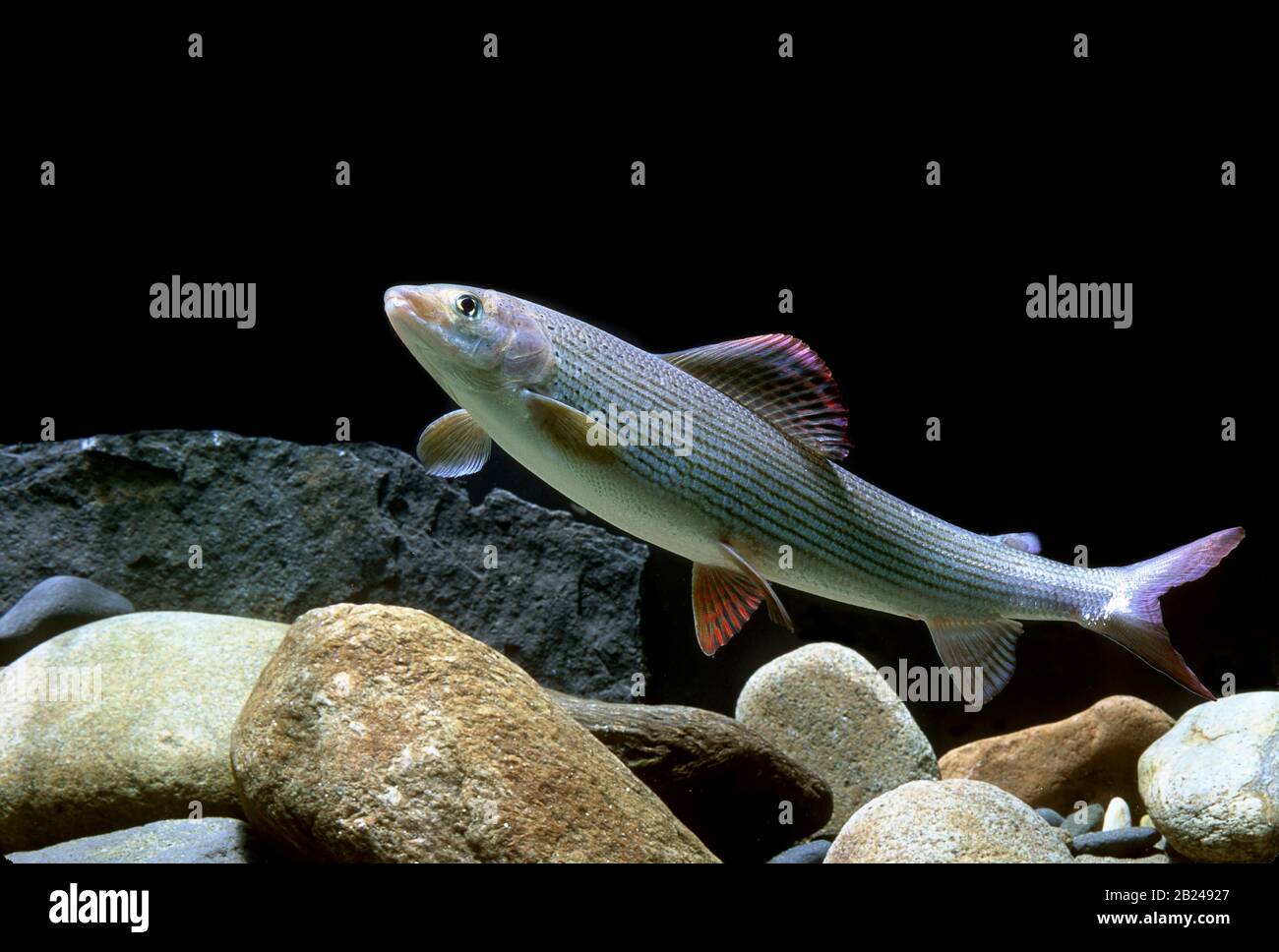 Grayling, (Thymallus thymallus), captive, France Stock Photo - Alamy
