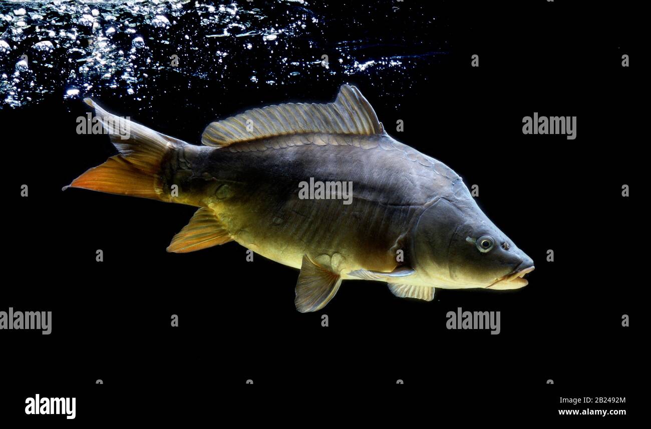 Common carp, (Cyprinus carpio carpio), captive, France Stock Photo - Alamy