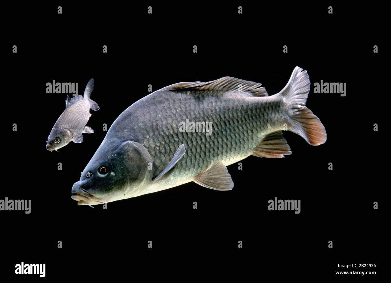 Common carp, (Cyprinus carpio), captive, France Stock Photo - Alamy