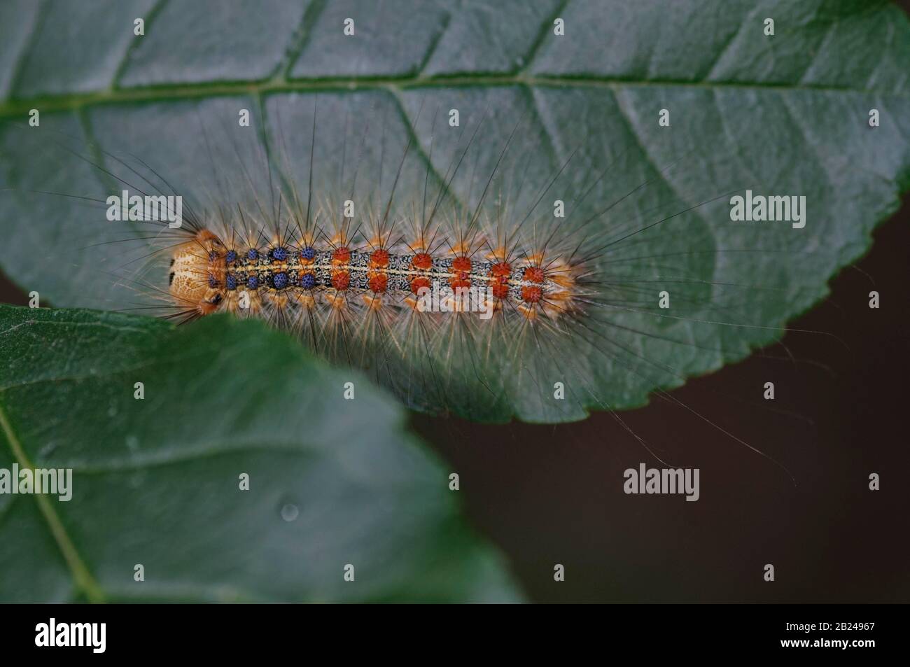 Caterpillar of Gypsy moth (Lymantria dispar), Tuscany, Italy Stock ...