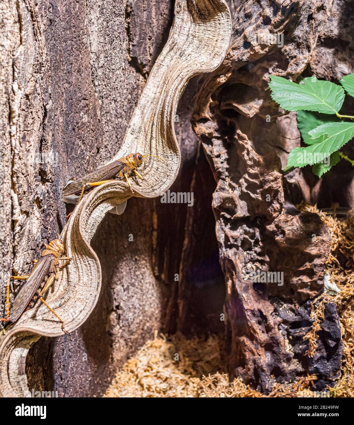 Giant Grasshopper (Tropidacris collaris), on bark. South America Stock ...