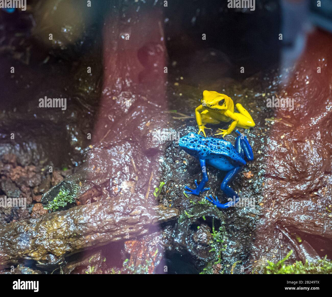 Golden Poison Frog (Phyllobates terribilis Stock Photo - Alamy