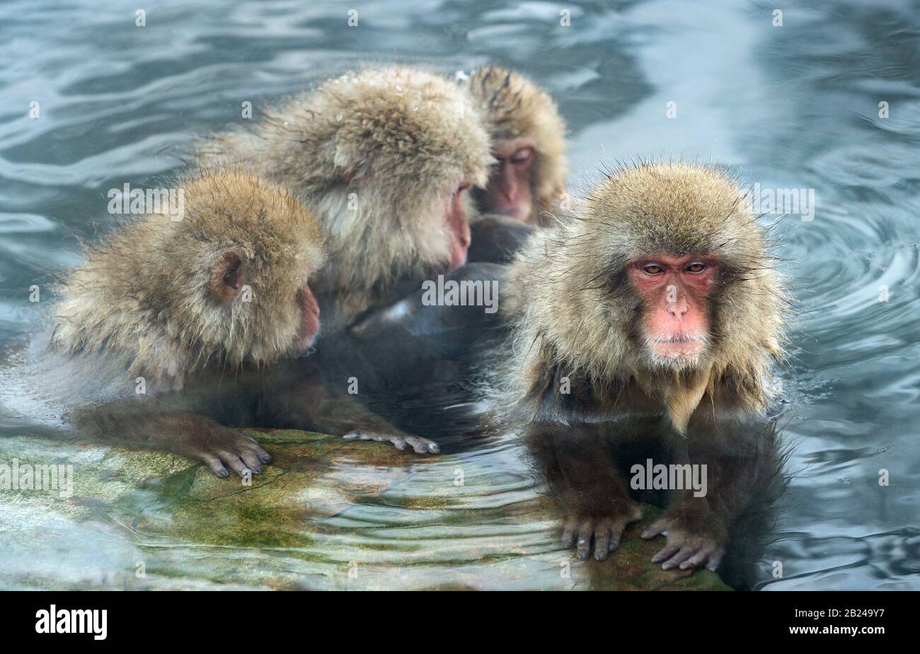 Japanese macaque in the water of natural hot springs. The Japanese ...