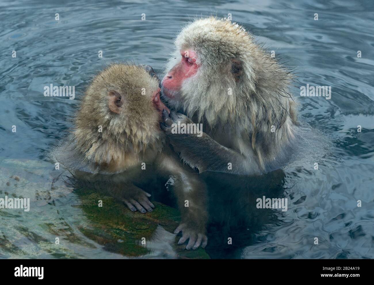 Snow monkey. The Japanese macaque ( Scientific name: Macaca fuscata ...