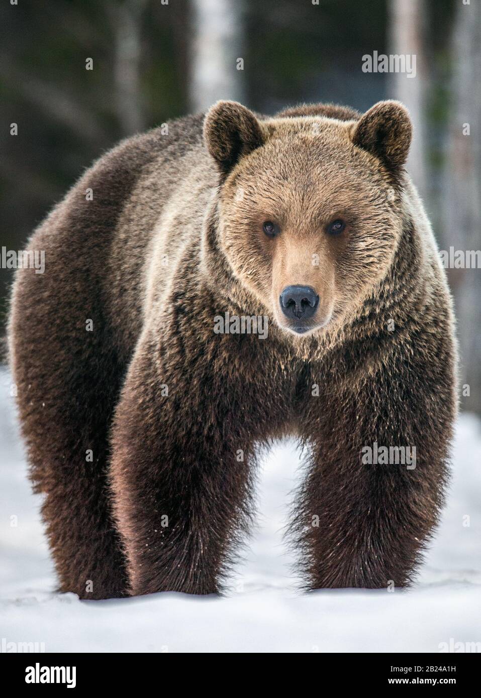 Grizzly Bear Front View