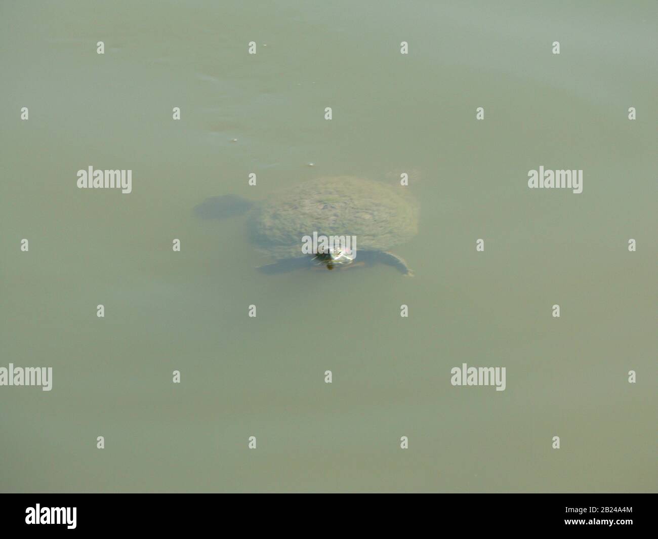 Turtle, Great Plains Nature Center, Wichita, Kansas Stock Photo - Alamy