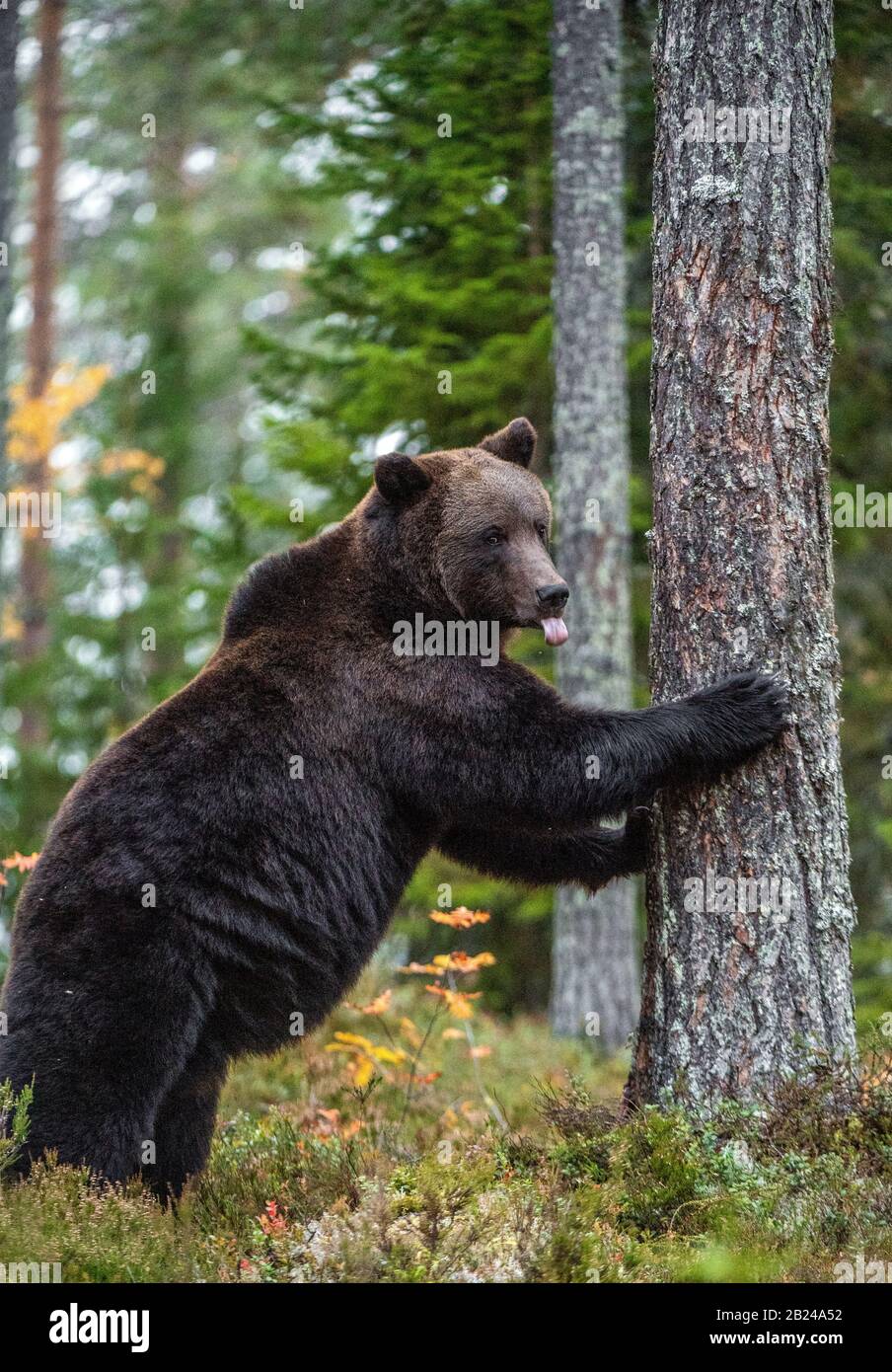 A bear stands by a tree on its hind legs and sticks out its tongue ...