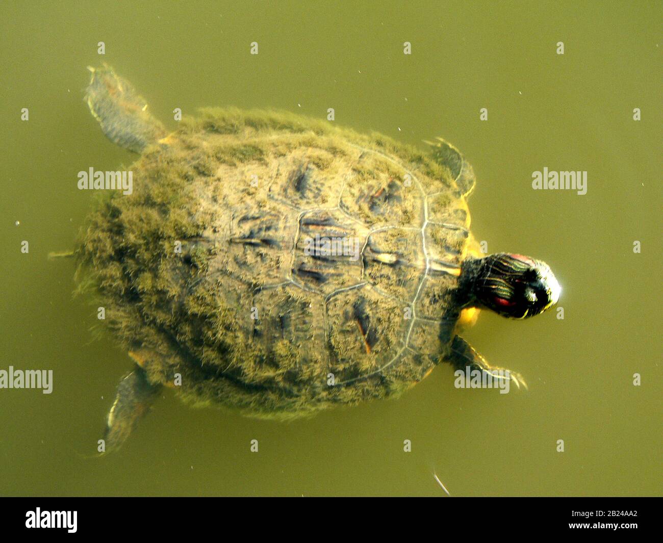 Turtle, Great Plains Nature Center, Wichita, Kansas Stock Photo - Alamy