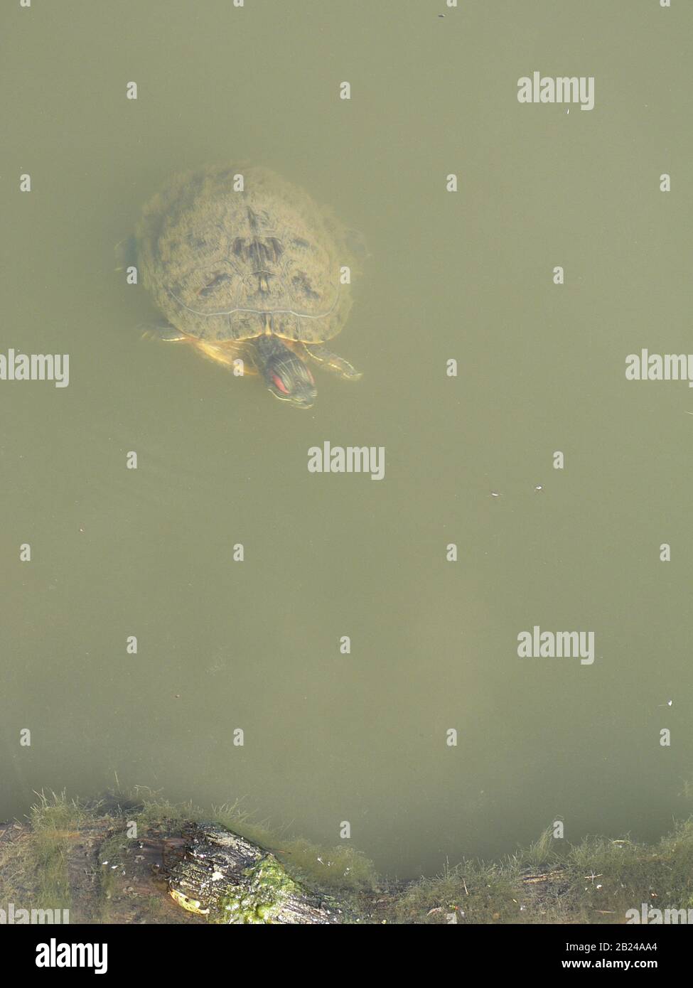 Turtle, Great Plains Nature Center, Wichita, Kansas Stock Photo - Alamy
