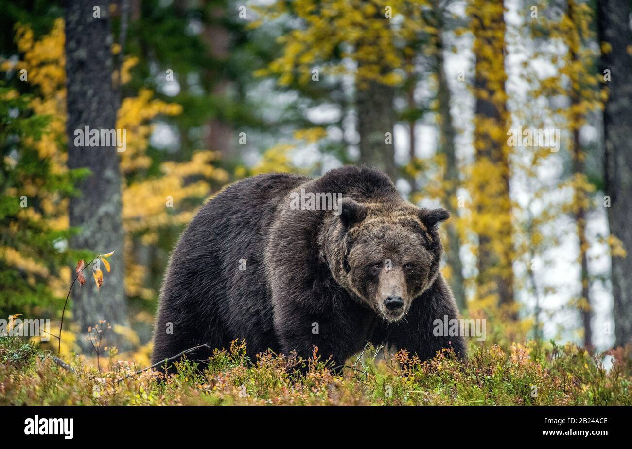 Big Adult Male of Brown bear in the autumn forest. Scientific name ...