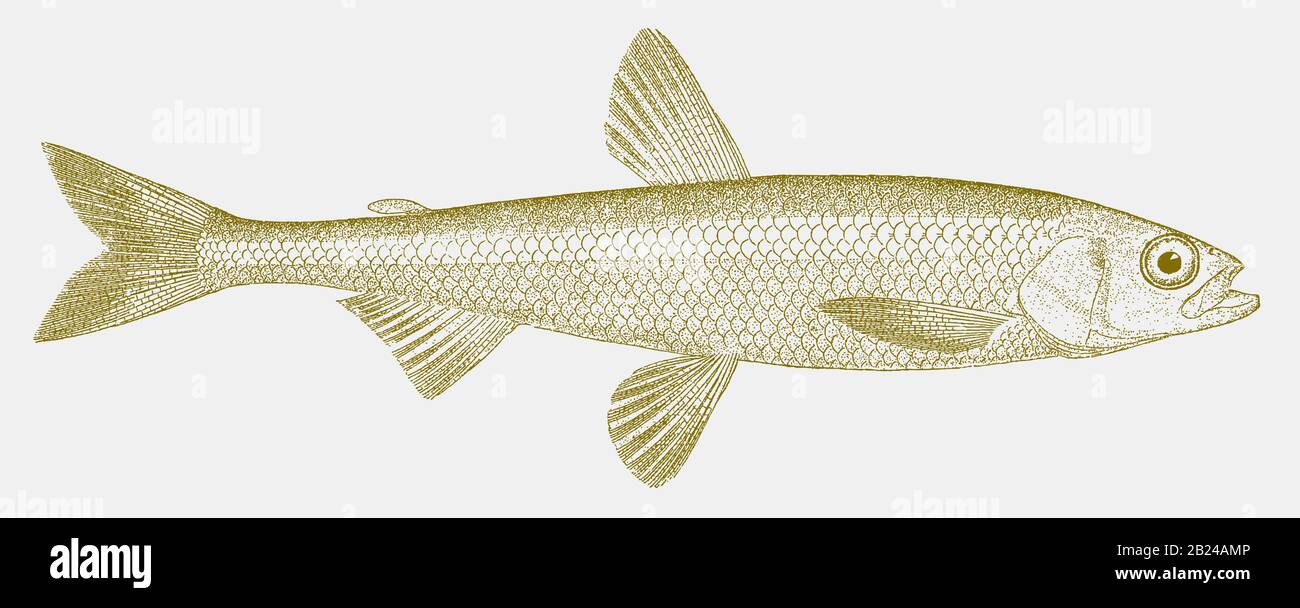 Osmerid Stock Vector Images - Alamy