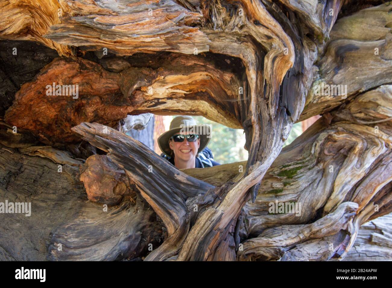 Fallen Giant Sequoia Tree Roots High Resolution Stock Photography and ...