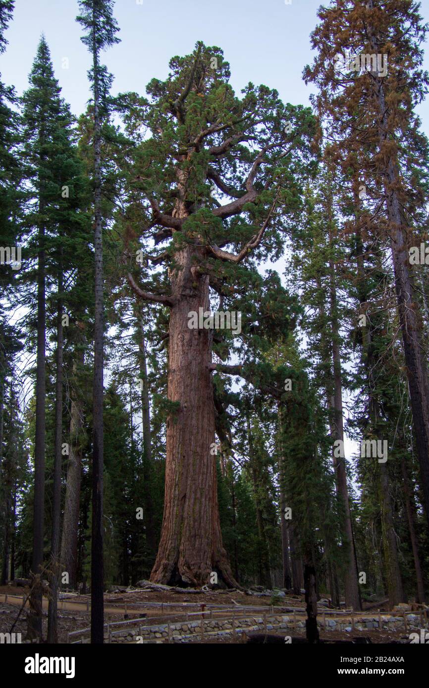 Yosemite giant sequoia trees hi-res stock photography and images - Alamy
