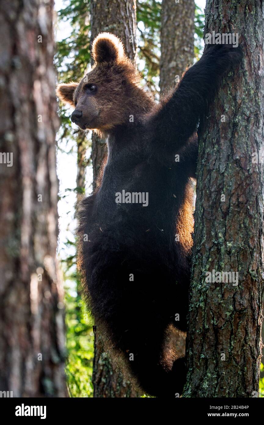 Little bear climbs a tree. Cub of Brown Bear in the summer pine forest ...