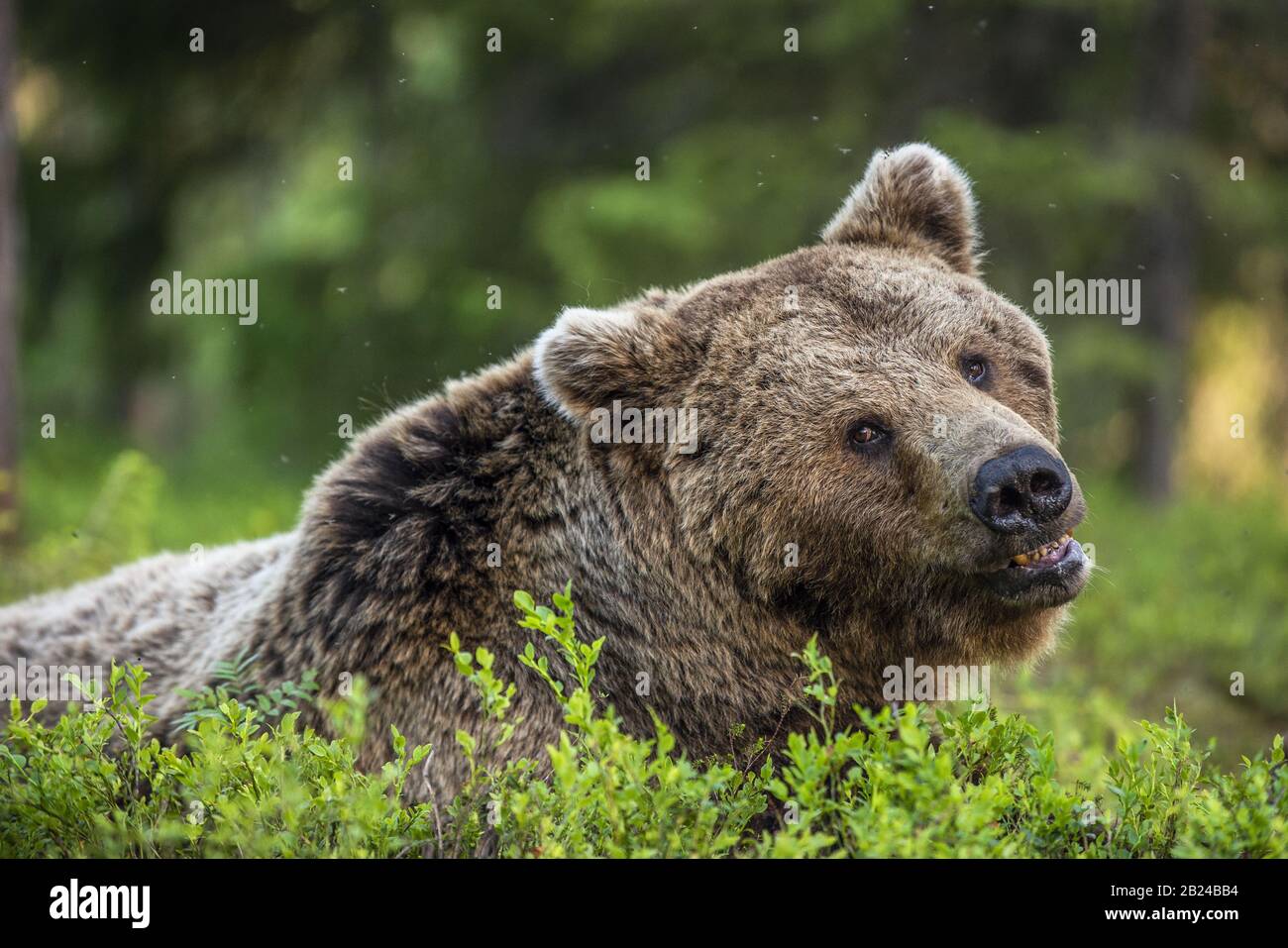 Wild Adult Male of Brown bear in the pine forest. Close up portrait ...