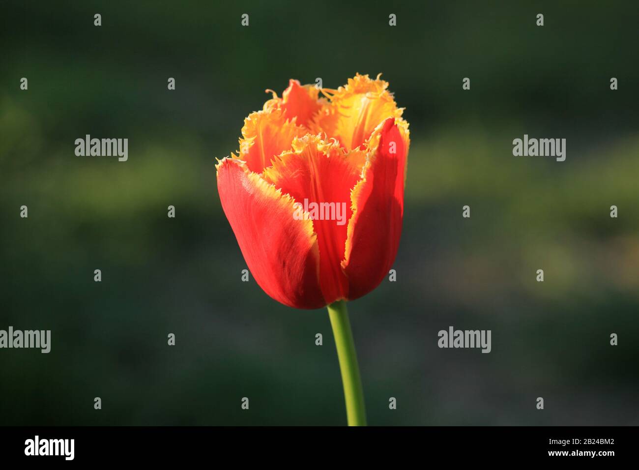 Tulip tulipa fringed beauty hi-res stock photography and images - Alamy