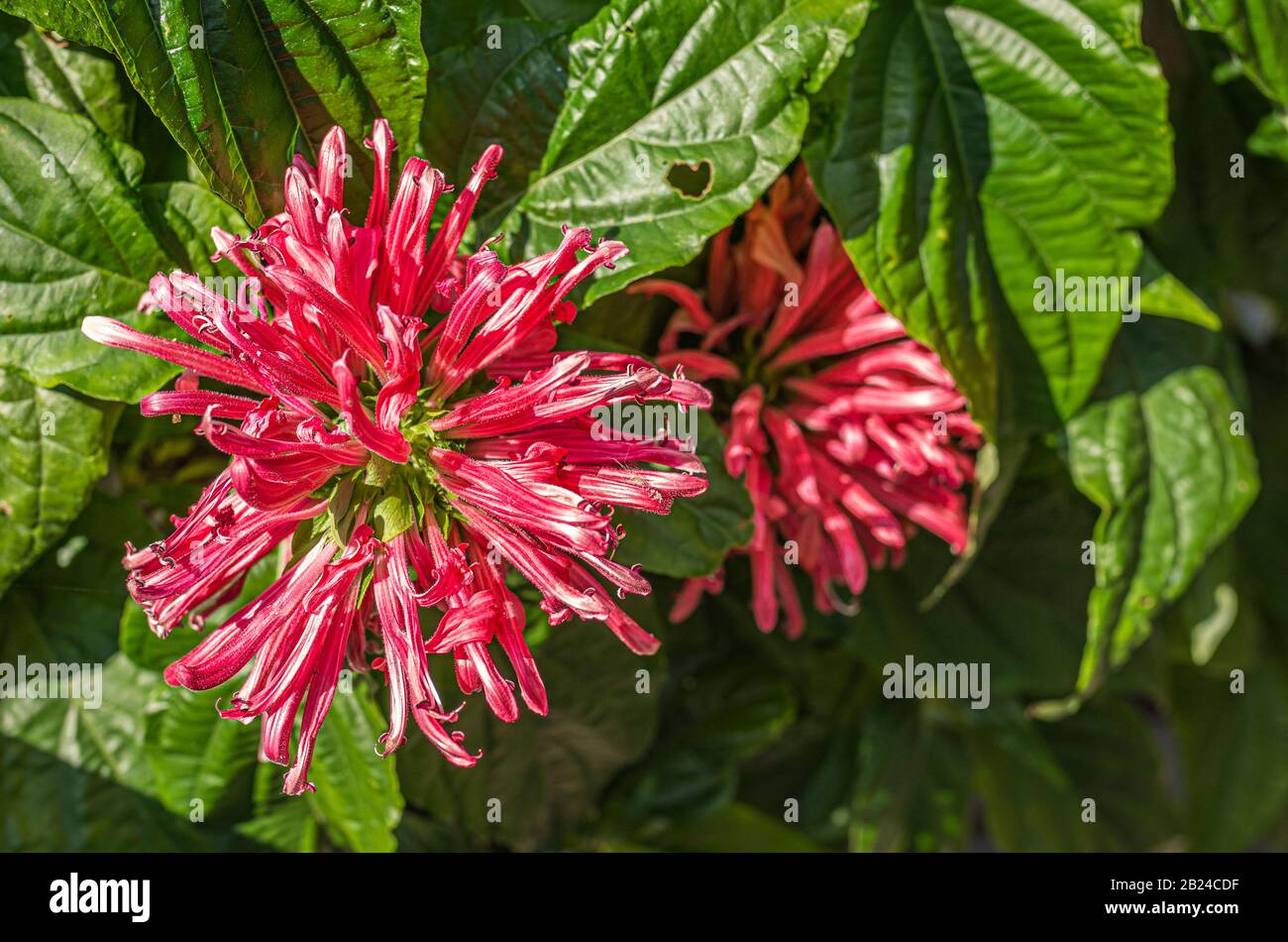 Justicia carnea blooms with pink flowers on a bush in spring Stock ...