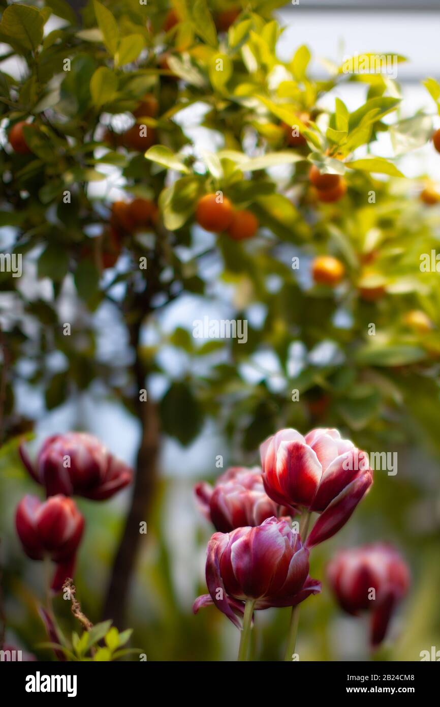 Orangery and orange tree hi-res stock photography and images - Alamy