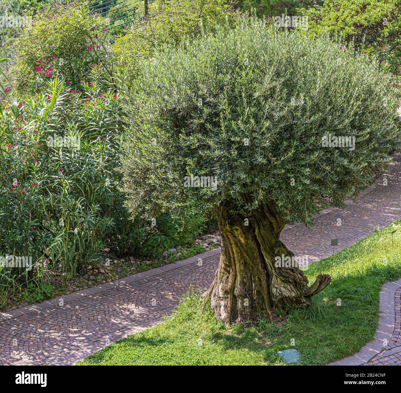 Olive Tree (Olea europaea). South Tyrol, northern Italy, Europe. small ...