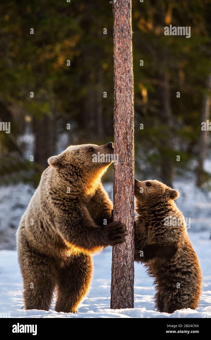 Brown bears stands on its hind legs by and Bear Cubs Climbing a Pine ...